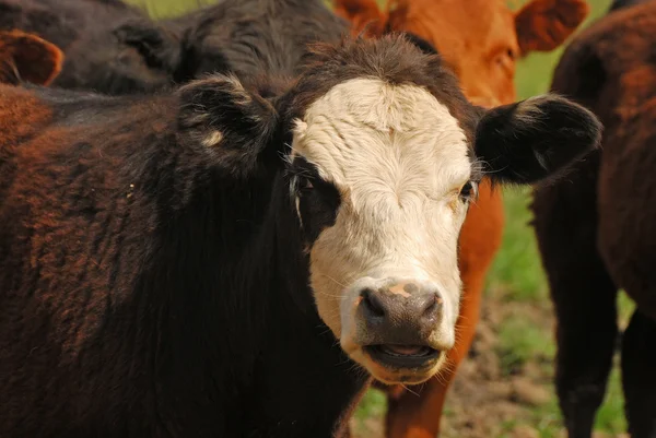 Angus Cross — Stock Photo © dpfoxfoto #46536089