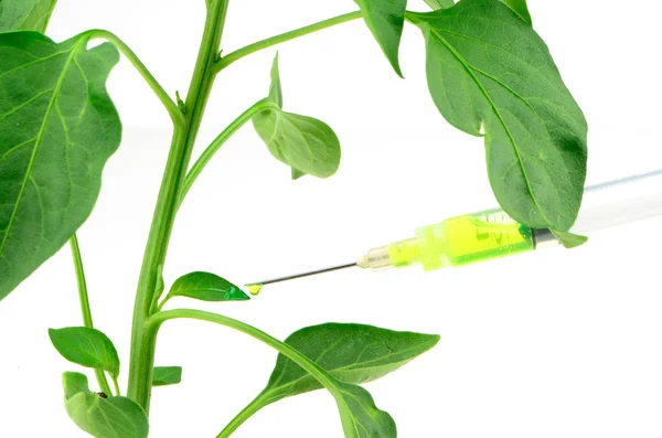 Vitamin Injection (Carrots) Stock Photo by ©HandmadePicture 72761237