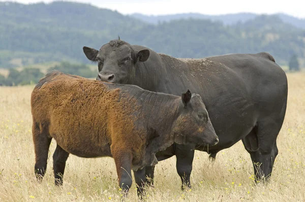 Angus Cross — Stock Photo © dpfoxfoto #46535899