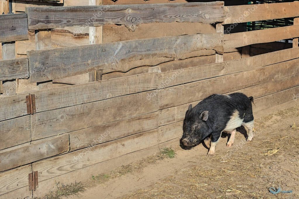 Mini cerdo americano blanco y negro en el patio de la granja. Conceptos ...