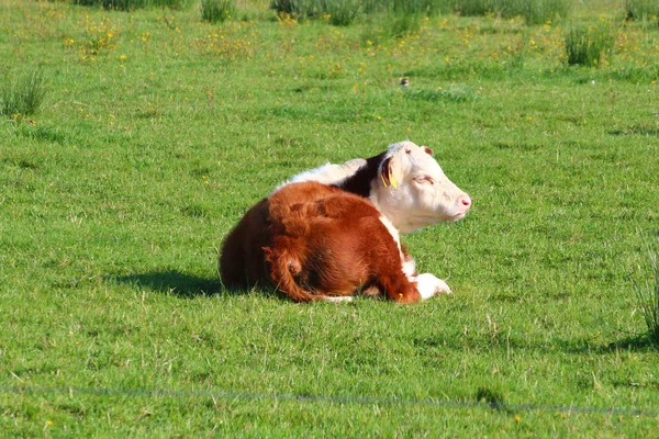 Vaca relajada Stock Photos, Royalty Free Vaca relajada Images ...