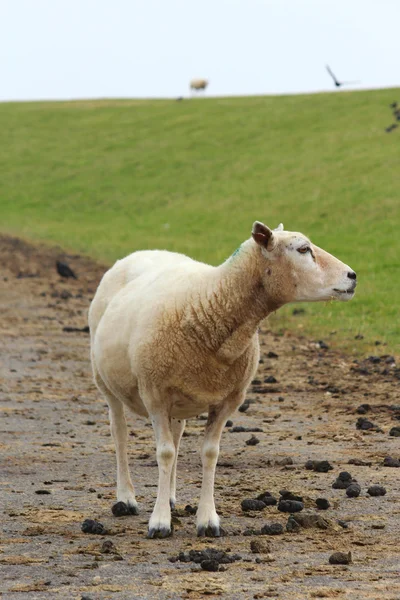 Fat tailed sheep Stock Photos, Royalty Free Fat tailed sheep Images ...