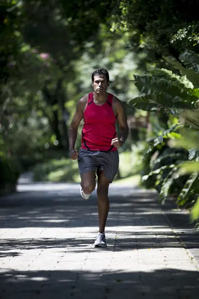 Indian runner Stock Photos, Royalty Free Indian runner Images ...