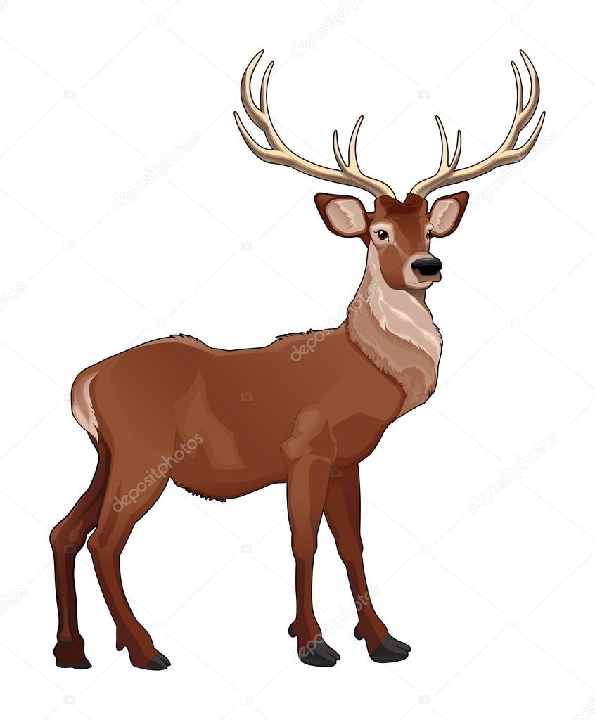 Venado Animado