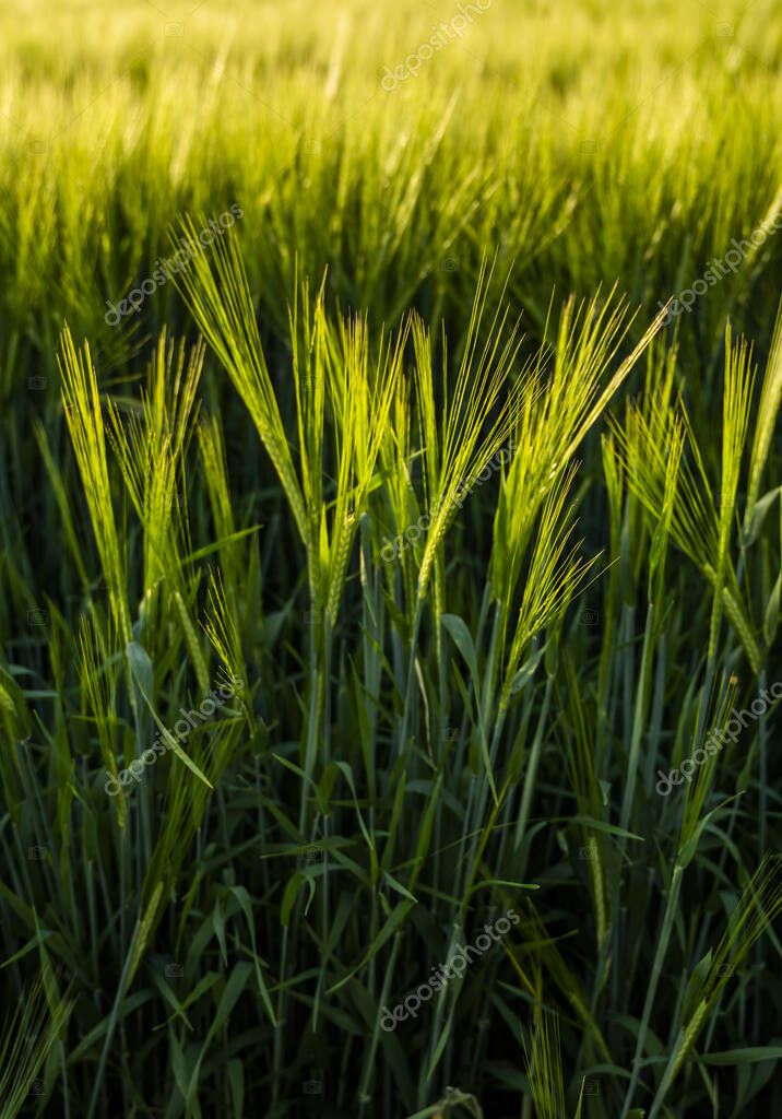 Cebada verde joven que crece en el campo agrícola en primavera ...