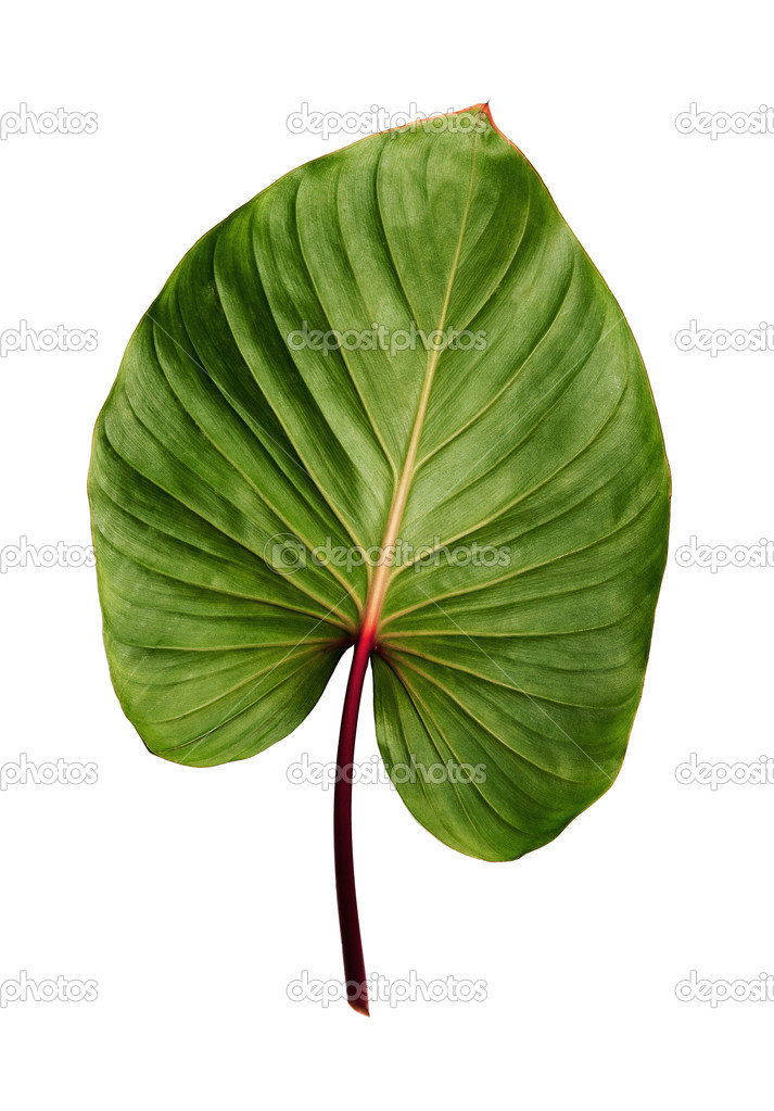 Hoja de caladio aislada sobre fondo blanco 2022