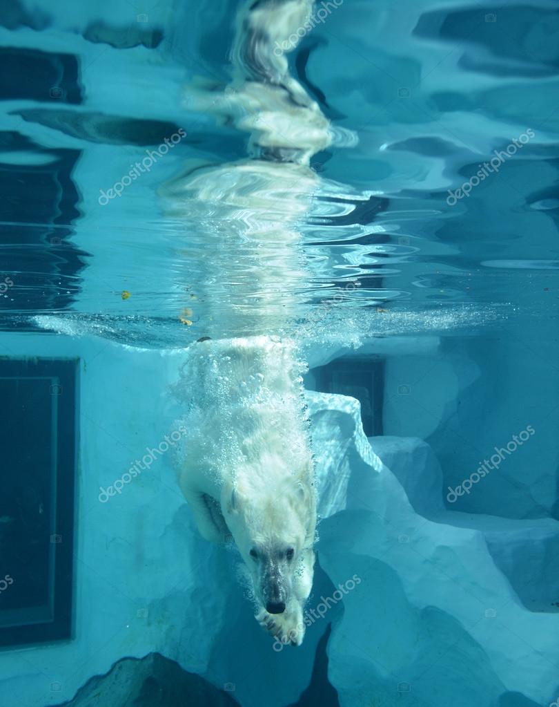 Polar bear swimming diving in water at zoo — Stock Photo © bluehand ...