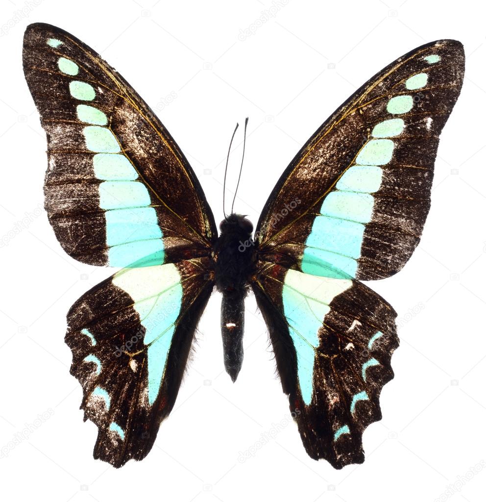 Graphium sarpedon conecta mariposa — Foto de stock #33023401 © bluehand