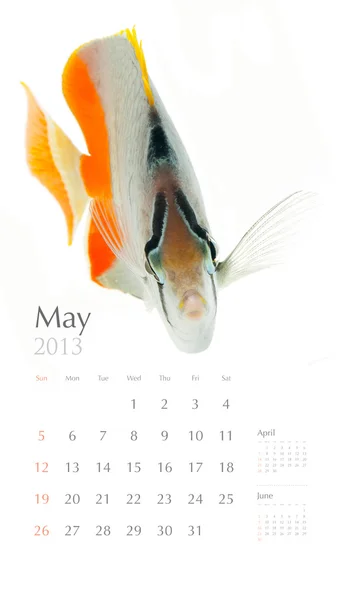 Fish season calendar Stock Photos, Royalty Free Fish season calendar ...