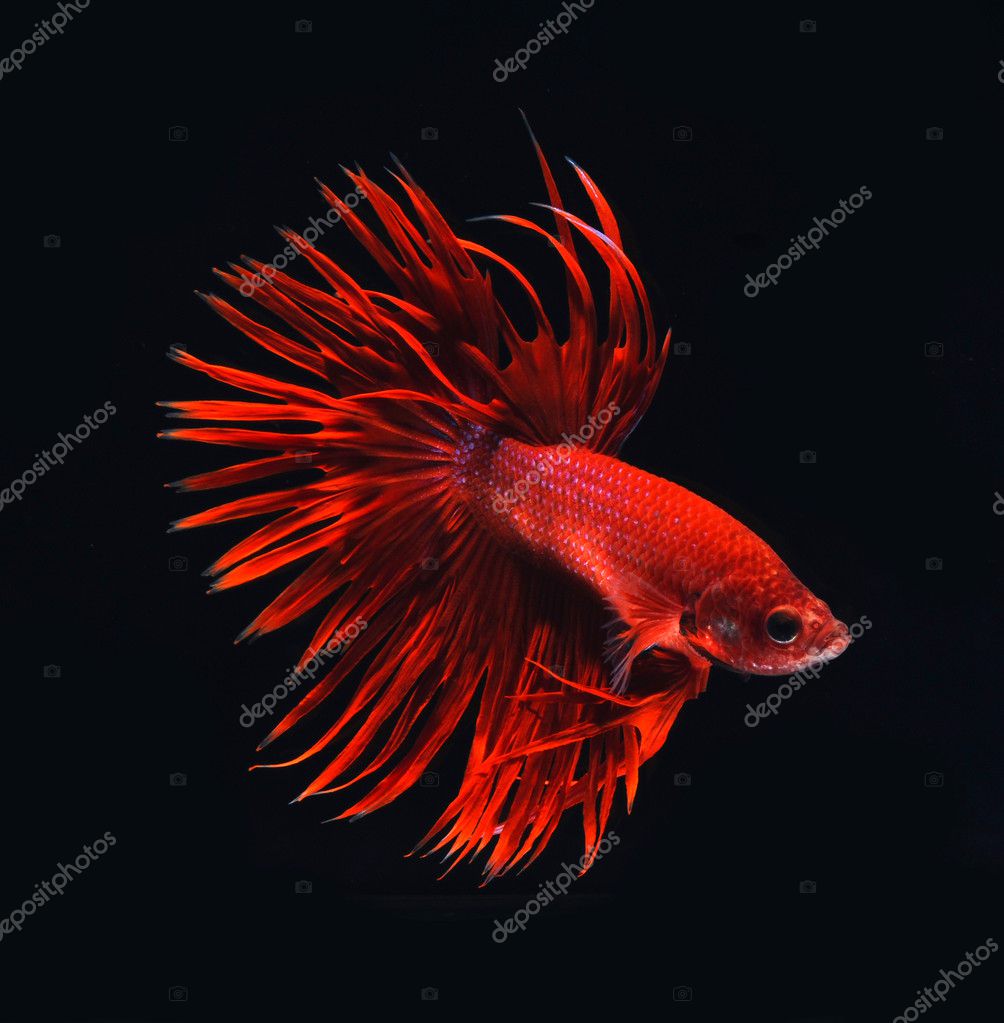 Red flame siamese fighting fish — Stock Photo © bluehand #33126003