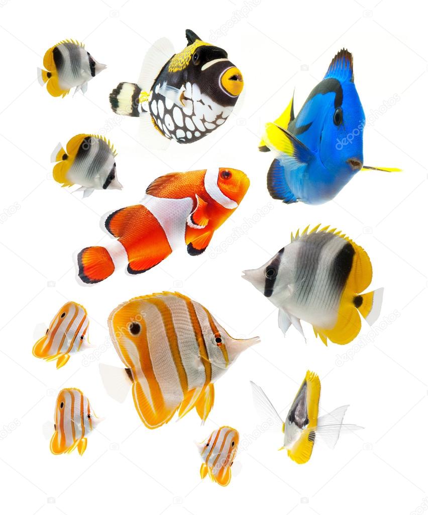 Reef fish, marine fish isolated — Stock Photo © bluehand #33128617