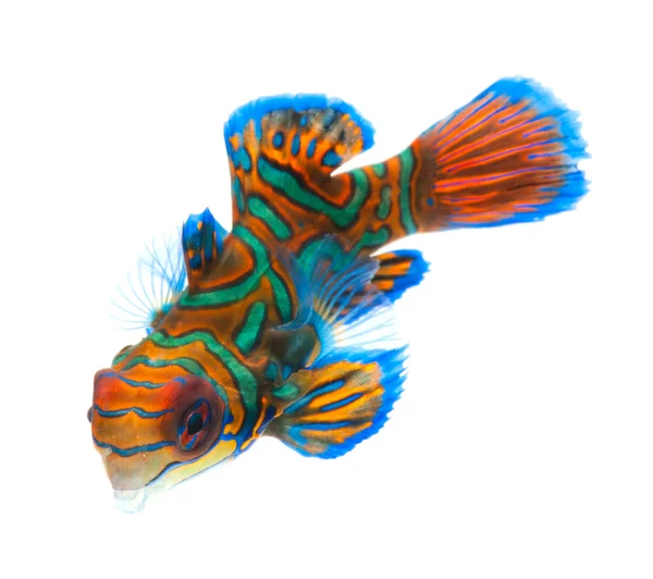 Marine fish, reef fish, mandarin dragonet isolated on white background ...