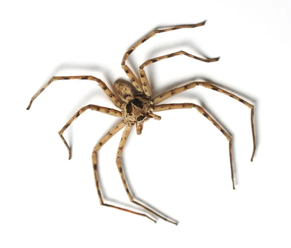 Catherine's Huntsman Spider Stock Photo by ©jmcqueen 37471301