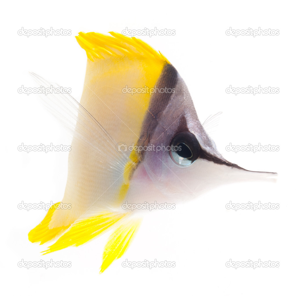 Yellow Butterfly Fish