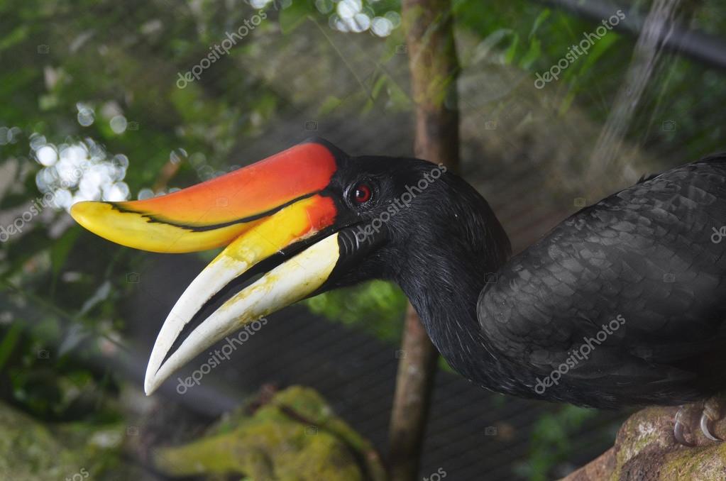 pájaro Cálao rinoceronte — Foto de stock © bluehand #33614601