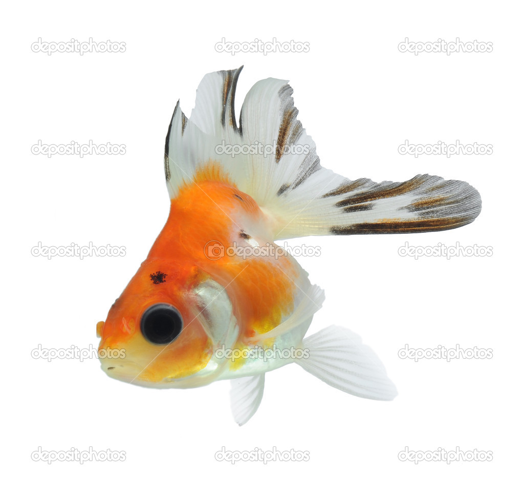 Fancy gold fish - bookingswit