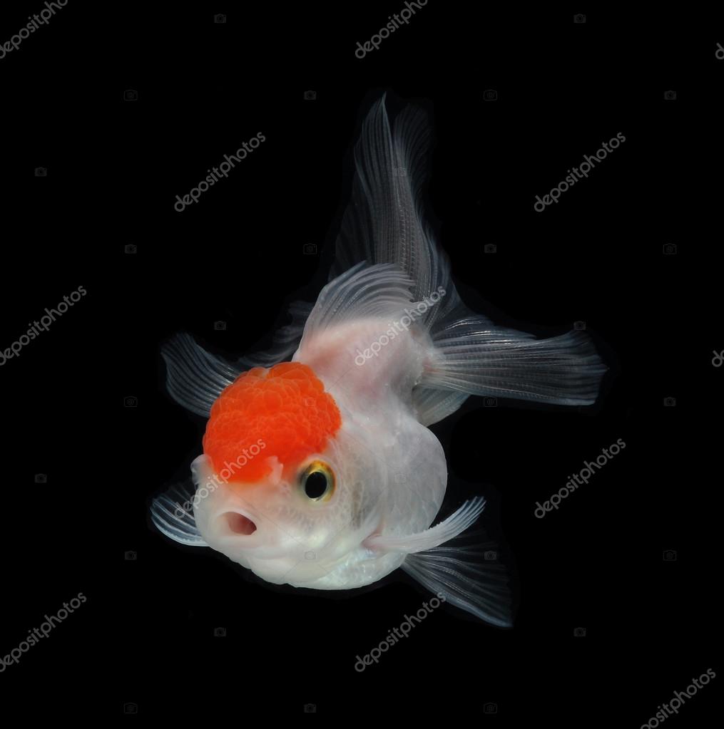 White goldfish Stock Photo by ©bluehand 33632271