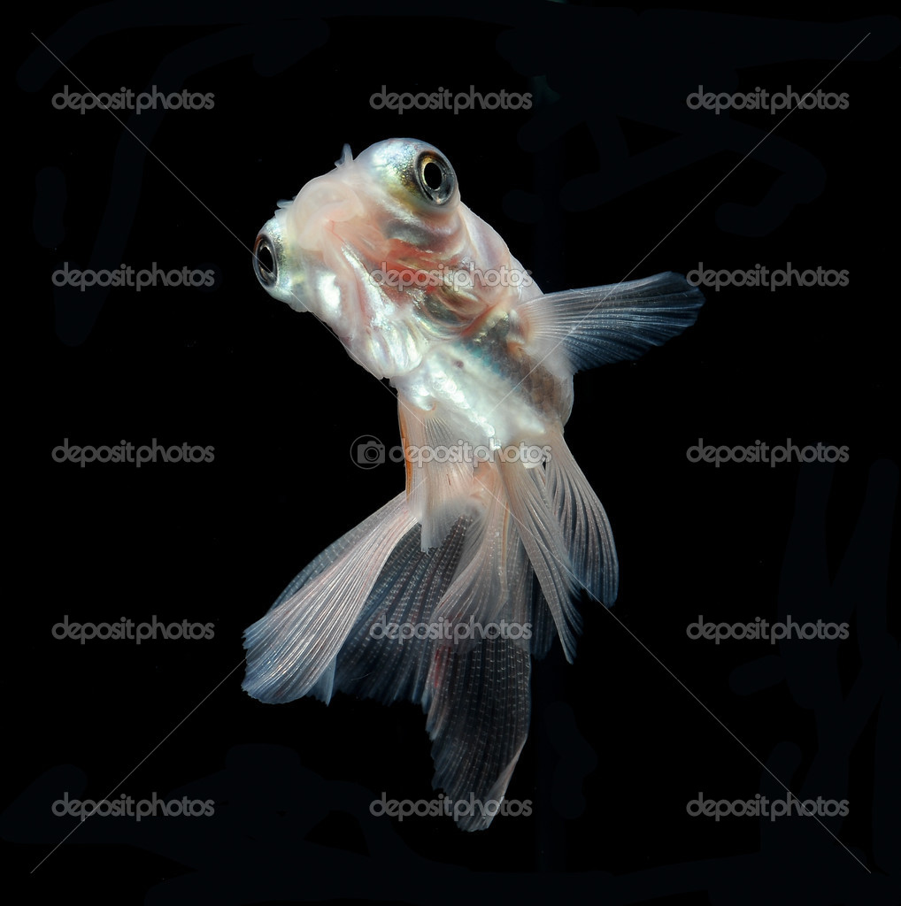 Goldfish — Stock Photo © bluehand #33632417