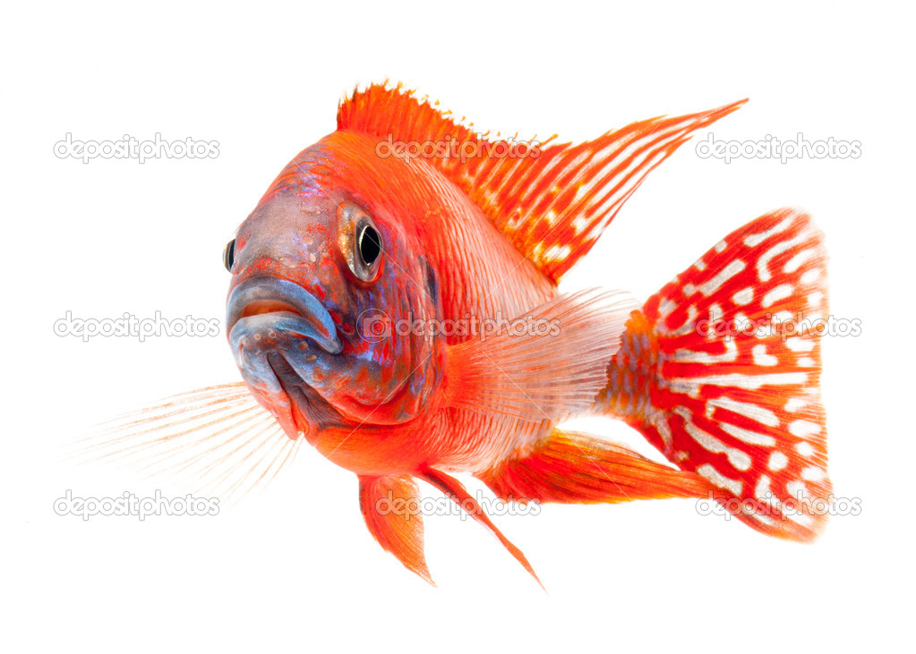 Albino Ruby Red Peacock Cichlid