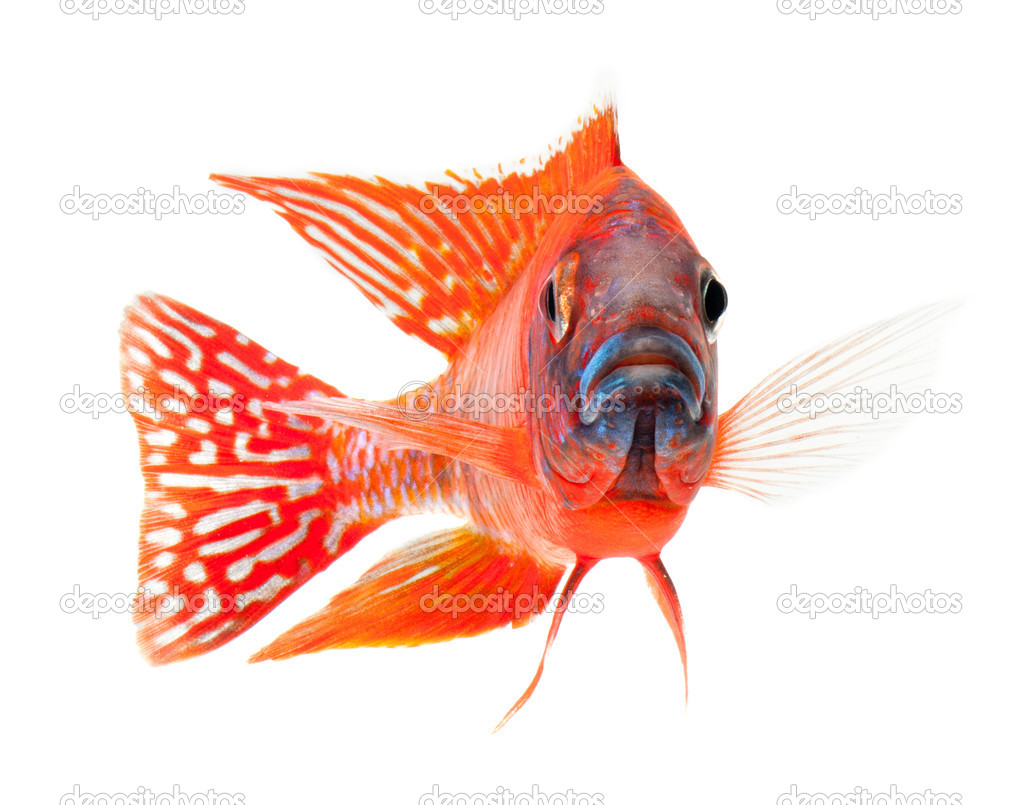 Red cichlid fish - ruby red peacock fish Stock Photo by ©bluehand 33633169