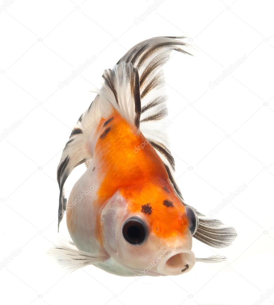 Fancy goldfish — Stock Photo © bluehand #33633257