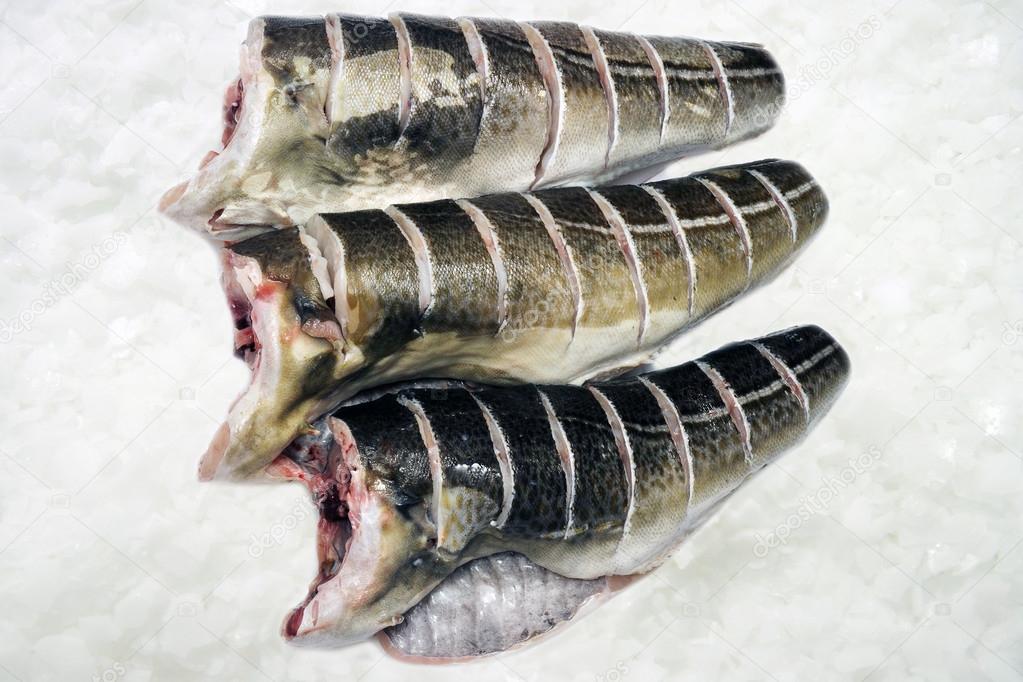 Atlantic cod — Stock Photo © vipavlenkoff #41901761