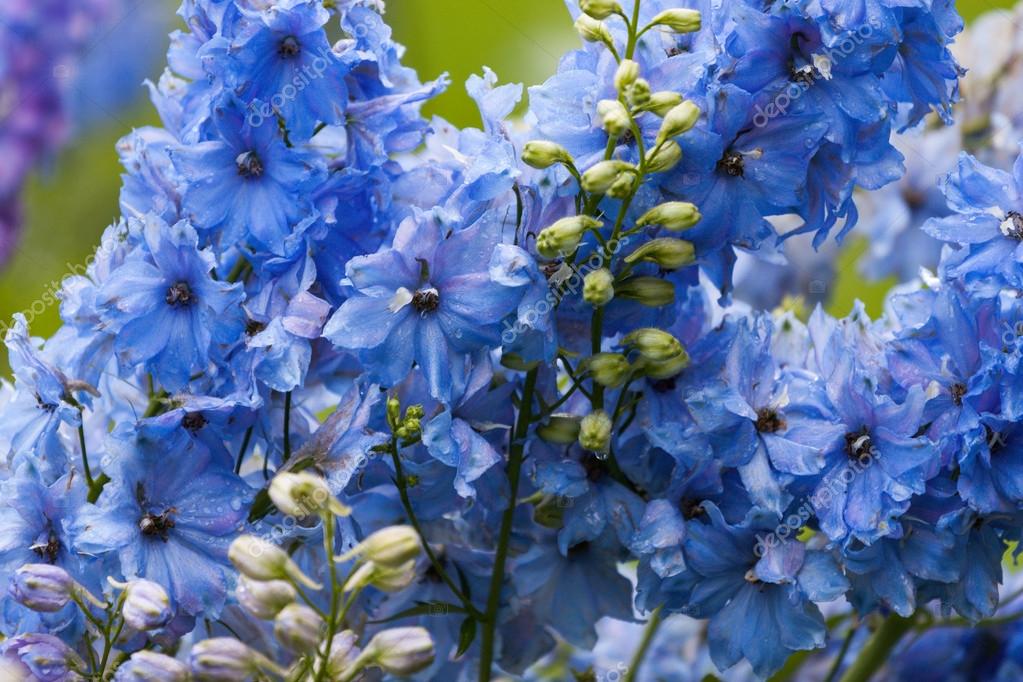 Primer plano de un delfinio en el jardín 2022