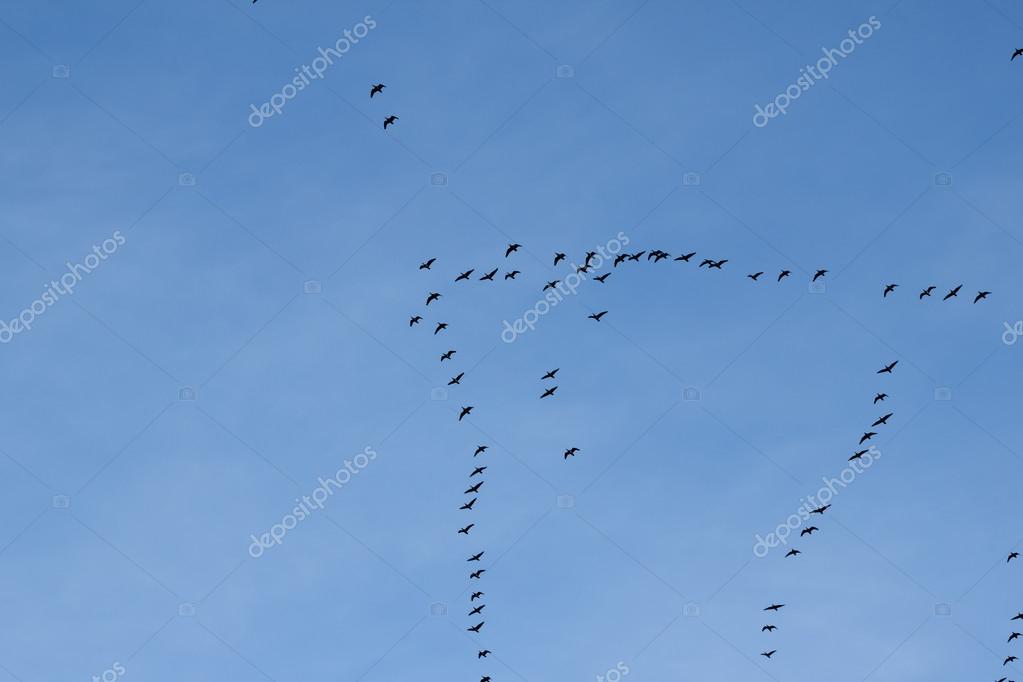Migration of birds — Stock Photo © romantsubin #38357753