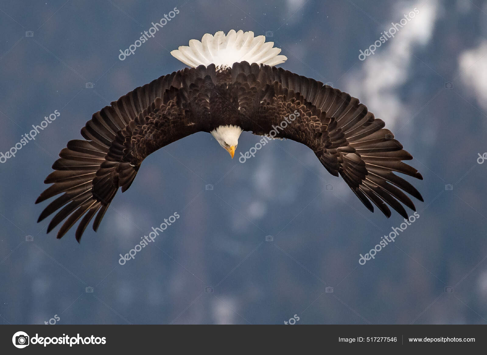American Bald Eagle Flight Swooping Wings Spread Overhead View Stock ...