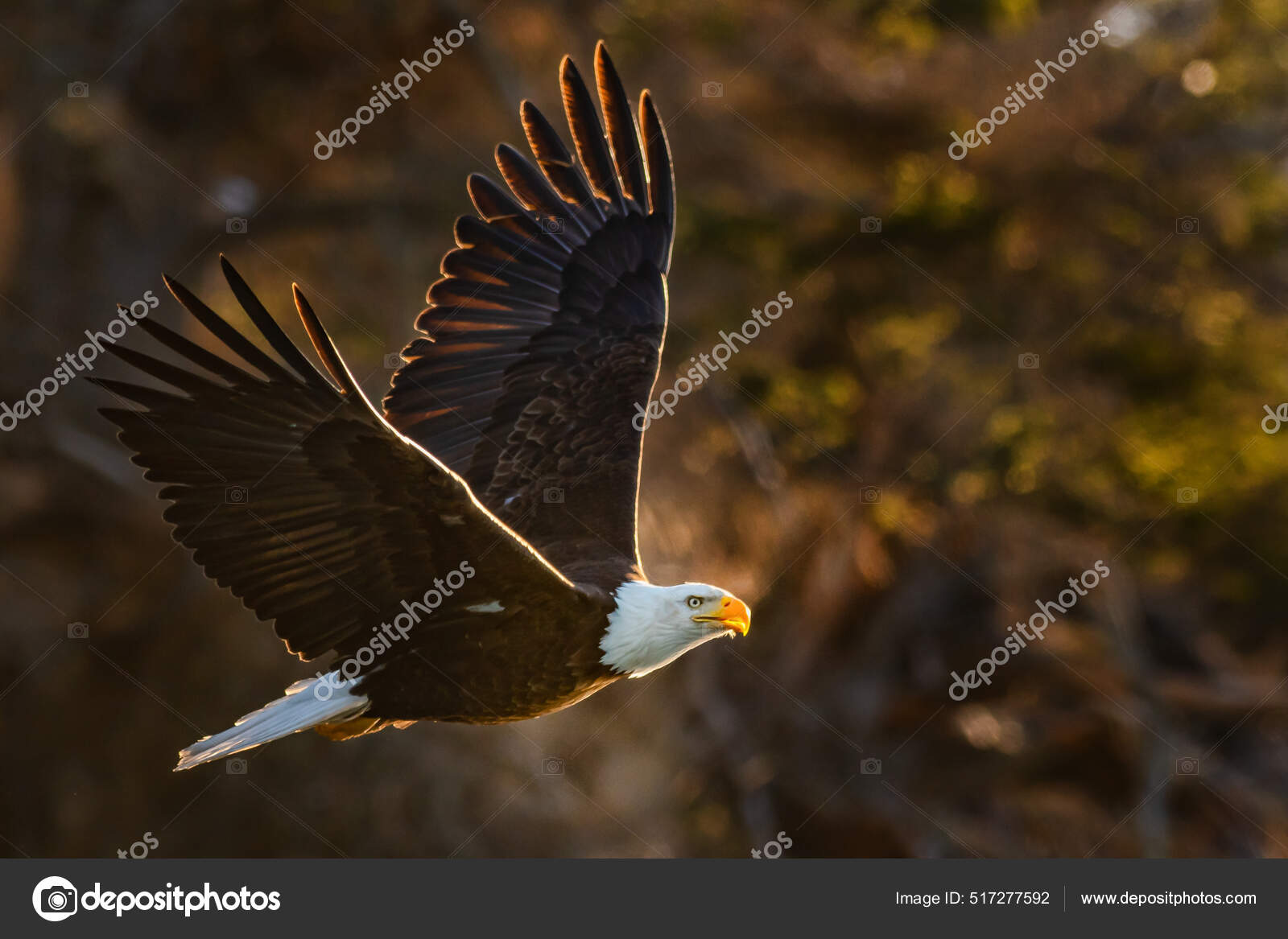 American Bald Eagle Flight Backlit Forested Natural Alaska Background ...