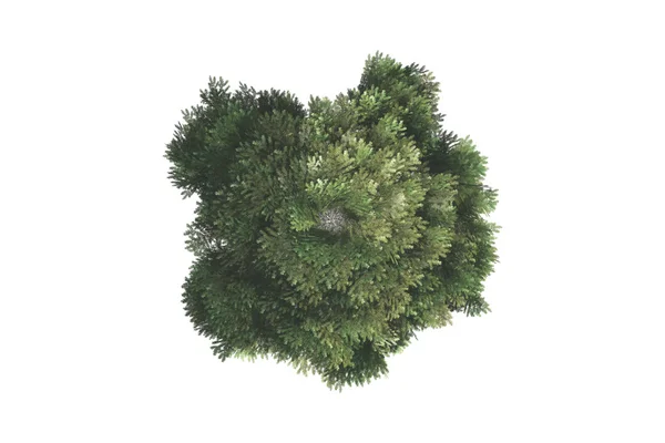 Pine Tree Top View Png