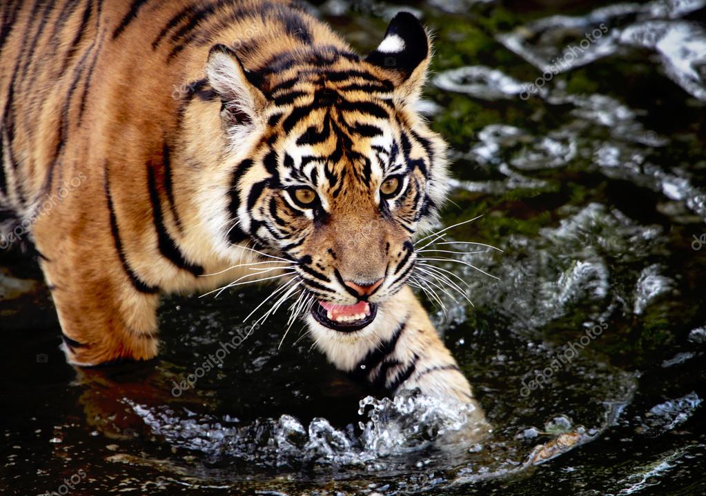 Sumatran tiger cub — Stock Photo © abxyz #18063031 Sumatran tiger cub — Stock Photo © abxyz #18063031