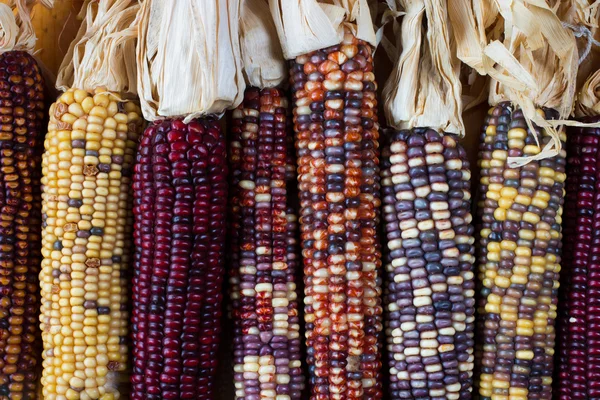 Indian corn Stock Photos, Royalty Free Indian corn Images | Depositphotos