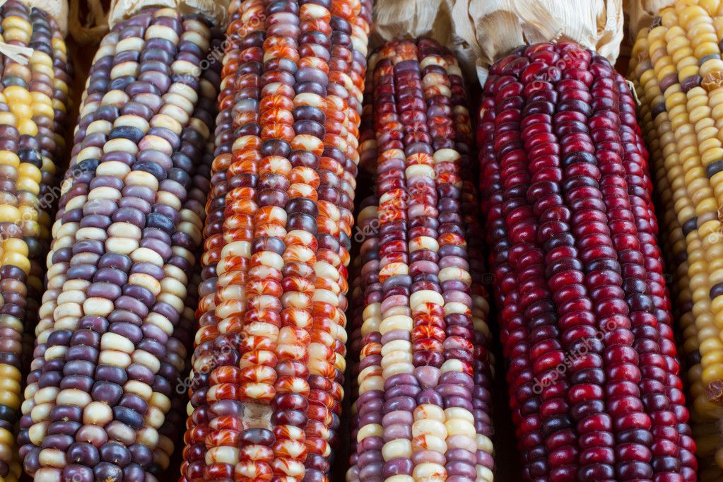 Indian Corn Stock Photo by ©north22gallery 13183164
