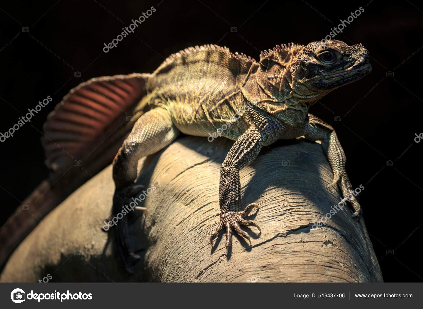 Hydrosaurus Pustulatus