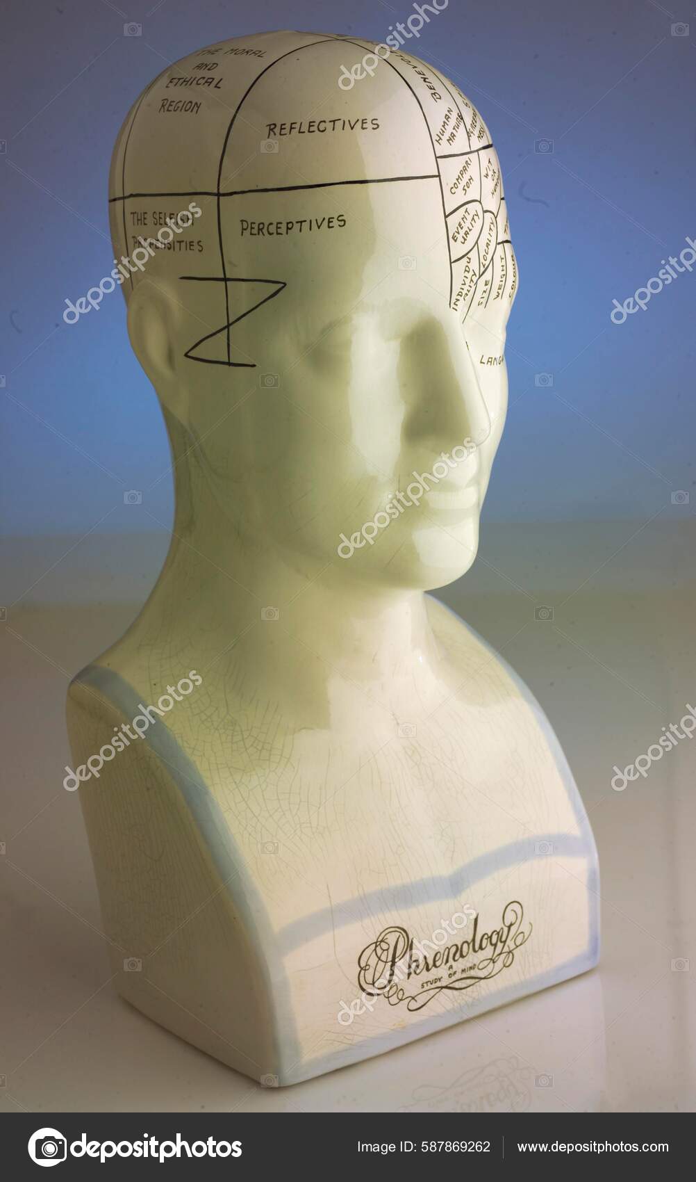 Ceramic Bust English Labeling Brain Activity Phrenology Stock Photo by ...