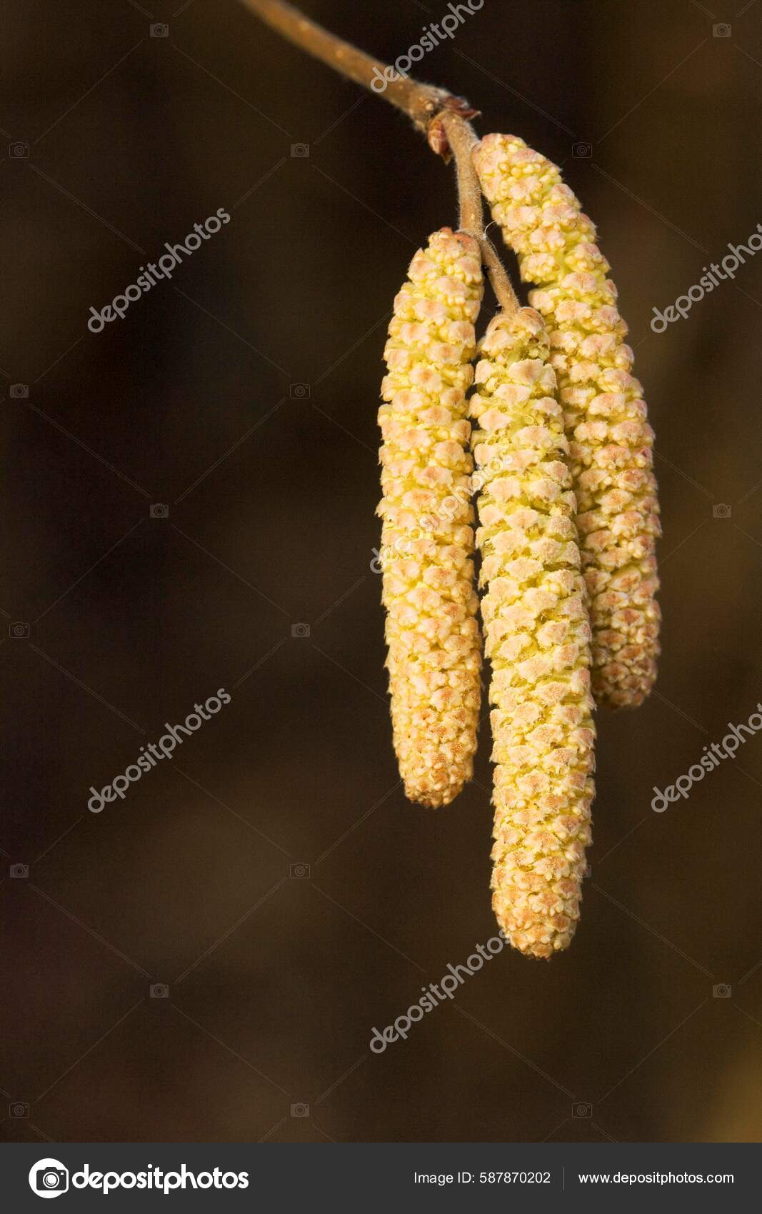 Common Hazel Flowers Corylus Avellana — Stock Photo ...