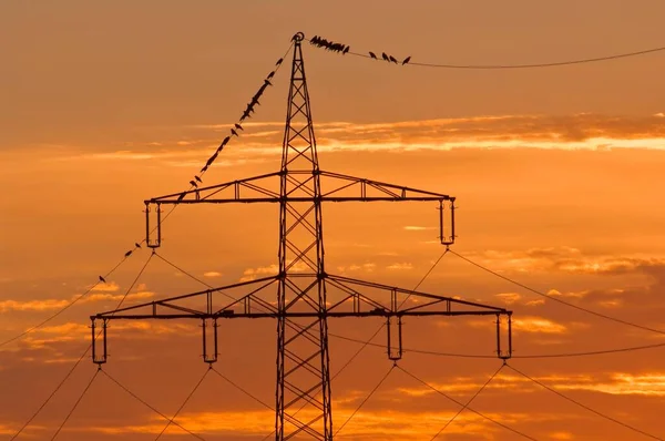 Flock of birds on a pylon in red evening sky - Stock Image - Everypixel