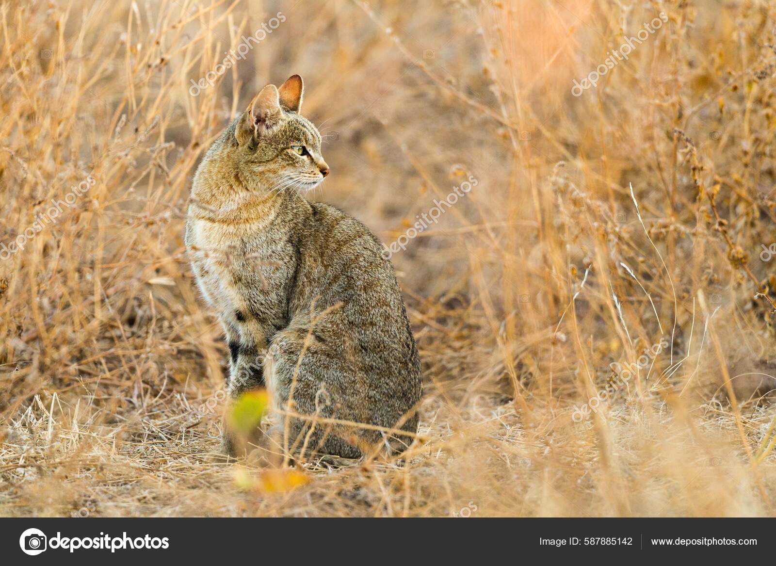 African Wildcat Busch Grass Mashatu Game Reserve Tuli Block Botswana ...