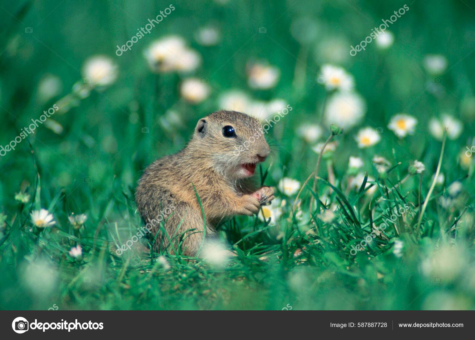 Young European Suslik Austria Citellus Citellus — Stock Photo ...