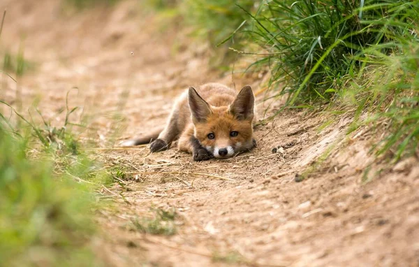 Fox poop Stock Photos, Royalty Free Fox poop Images | Depositphotos