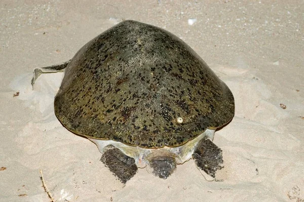 La tortuga tuga tuga Stock Photos, Royalty Free La tortuga tuga tuga ...