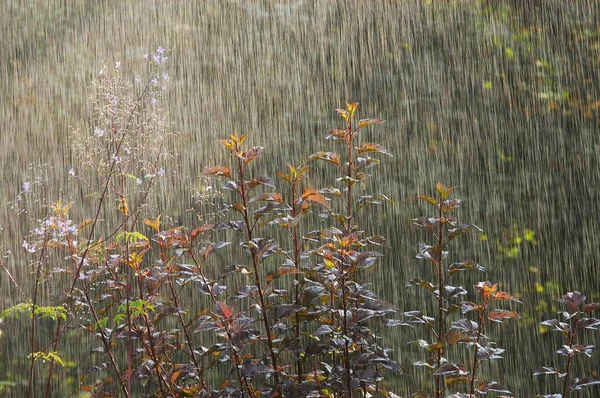 Nature rain sunny Stock Photos, Royalty Free Nature rain sunny Images ...