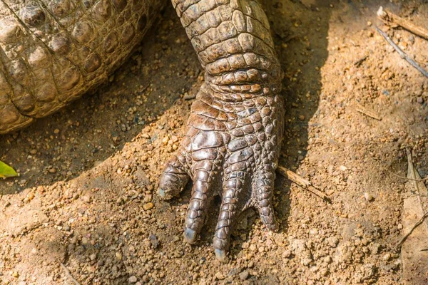 Crocodile foot Stock Photos, Royalty Free Crocodile foot Images ...