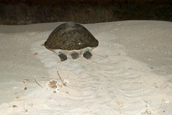 Sea turtle hatching Stock Photos, Royalty Free Sea turtle hatching ...