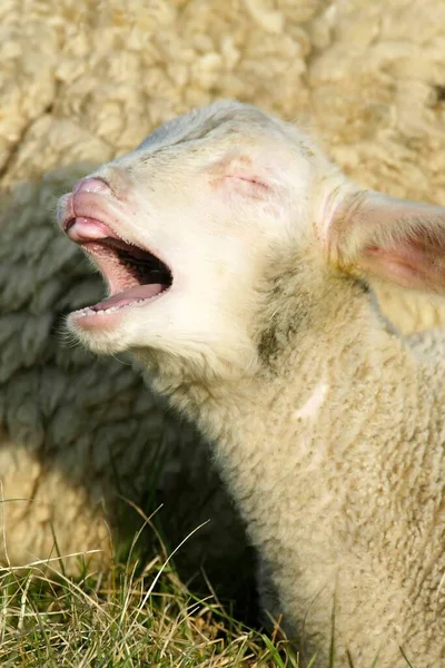 Sheep crying Stock Photos, Royalty Free Sheep crying Images | Depositphotos