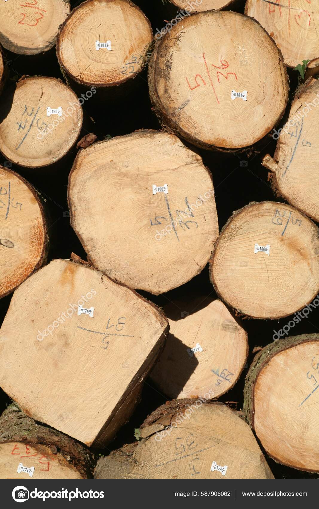 Tree Logs Piled Numbered Labeled Ready Transport — Stock Photo ...