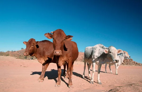 Australian outback cattle Stock Photos, Royalty Free Australian outback ...