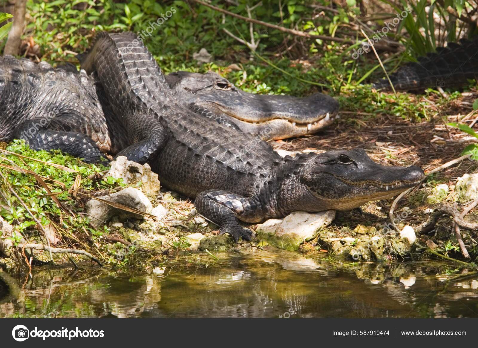 Usa Florida Two Alligators North America — Stock Photo ...