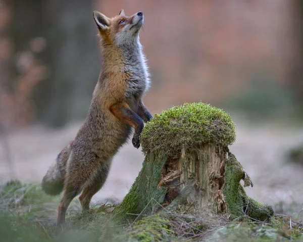 Red fox (Vulpes vulpes) standing erect at a mossy tree stump, Bohemian Forest, Czech Republic ...